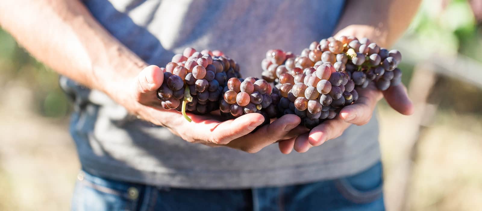 British Columbia Wine Industry | BC Wine Institute | Wine BC