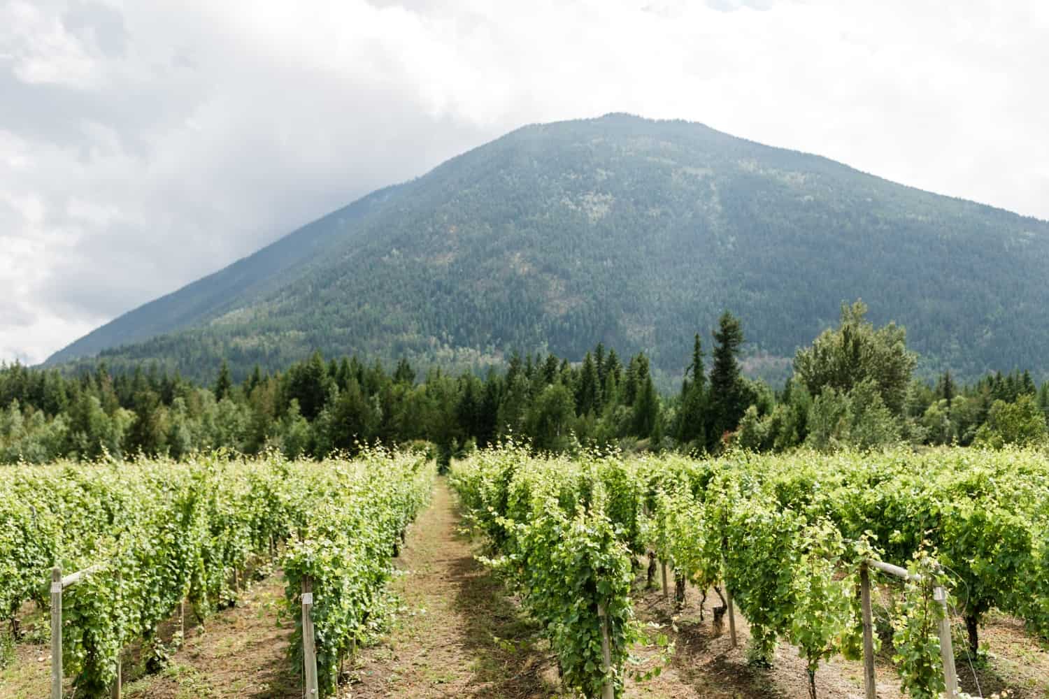 BC Wine Country | British Columbia Wineries & Award-Winning Wines