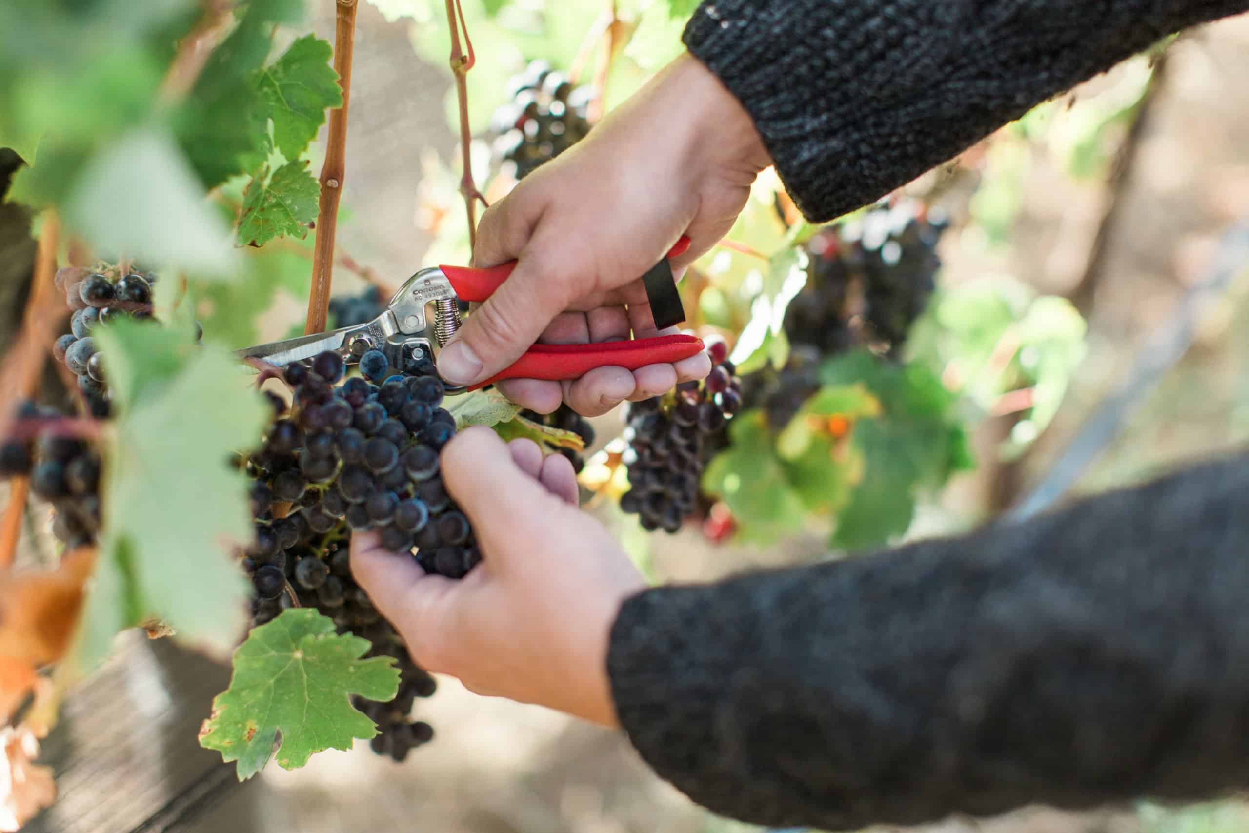 BC Wines and Holiday Parties: Perfect Pairings for Every Celebration ...