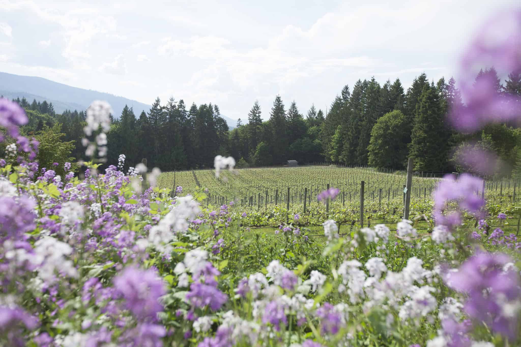BC Wine Country | British Columbia Wineries & Award-Winning Wines