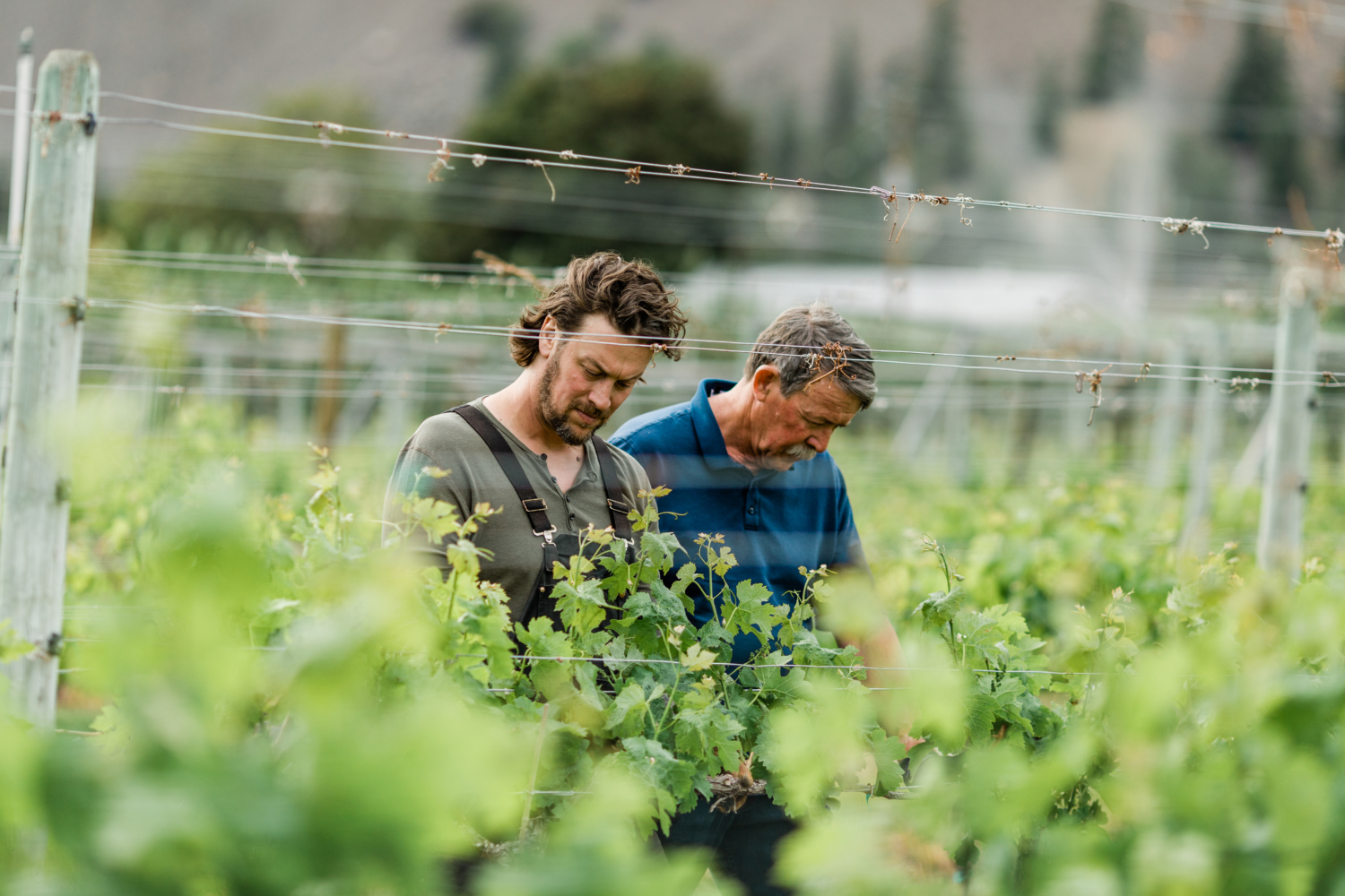 About BC Wines - Wines of British Columbia