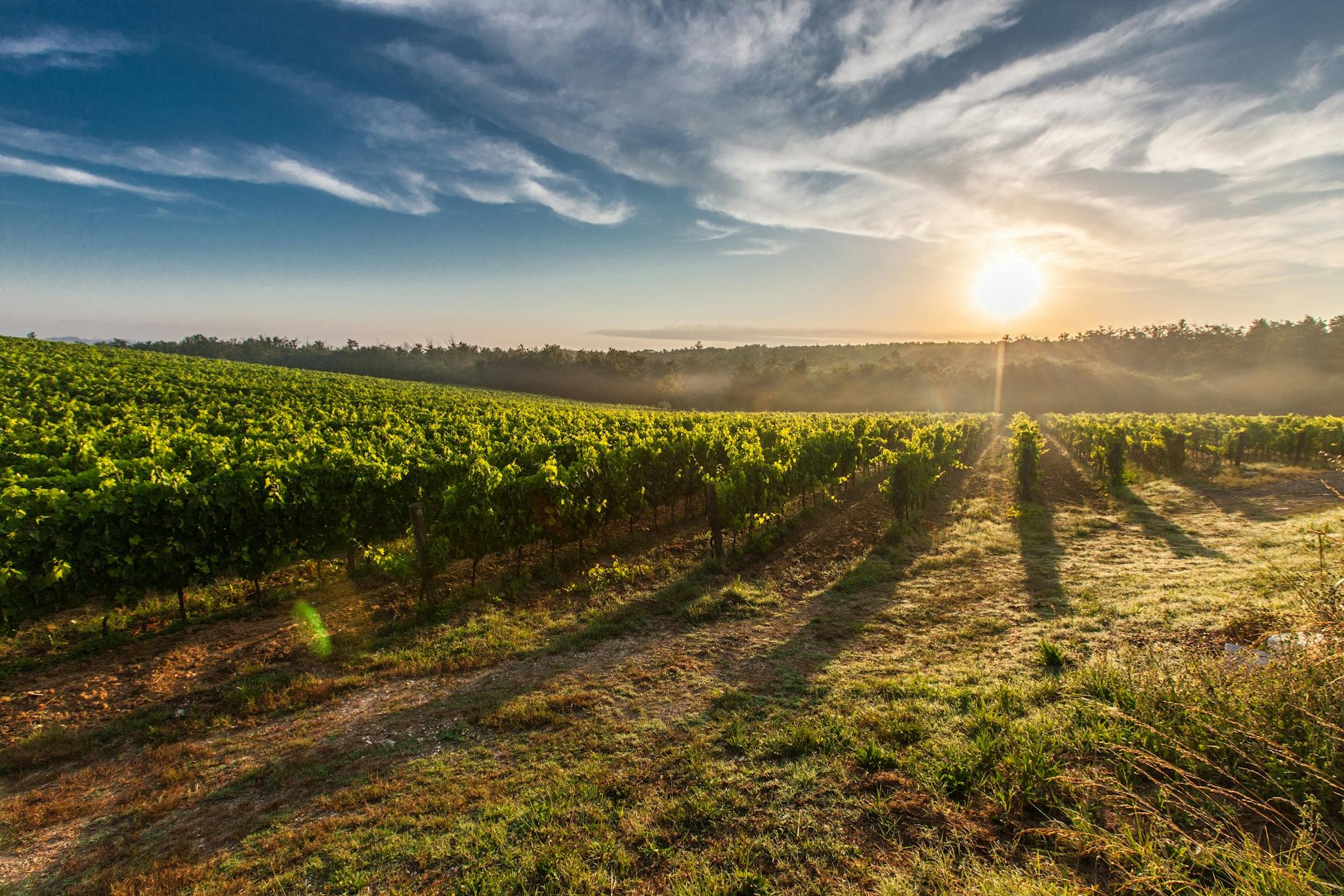 BC Wine Country | British Columbia Wineries & Award-Winning Wines